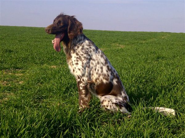 Staande Honden - Hunting