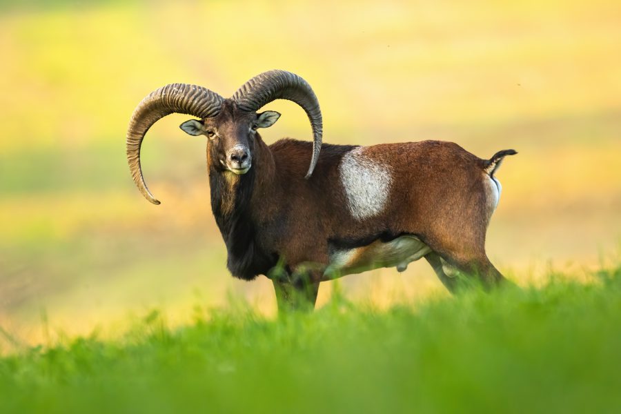 Nieuwe Waalse openingsbesluiten 2020 - 2025. - Hunting