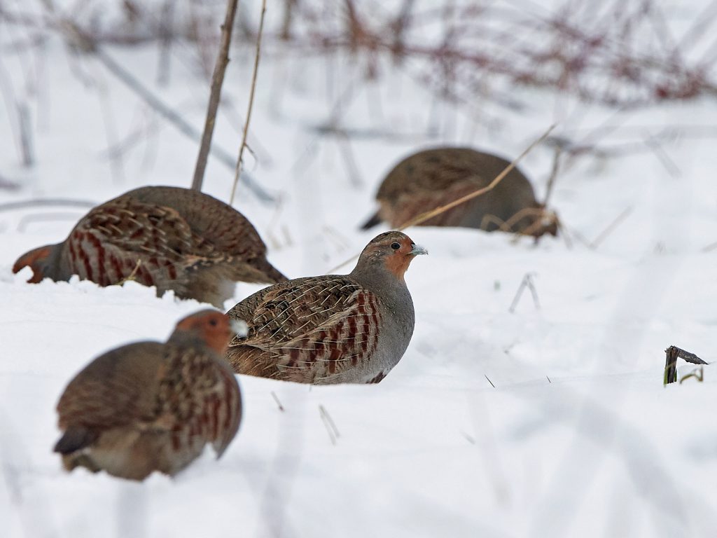 Petition: Partridge - Hunting