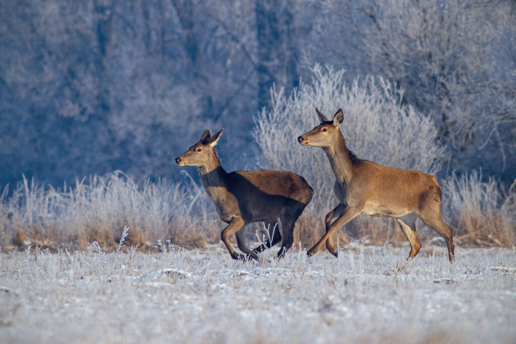 Extension of the hunt for red deer in Wallonia - Hunting